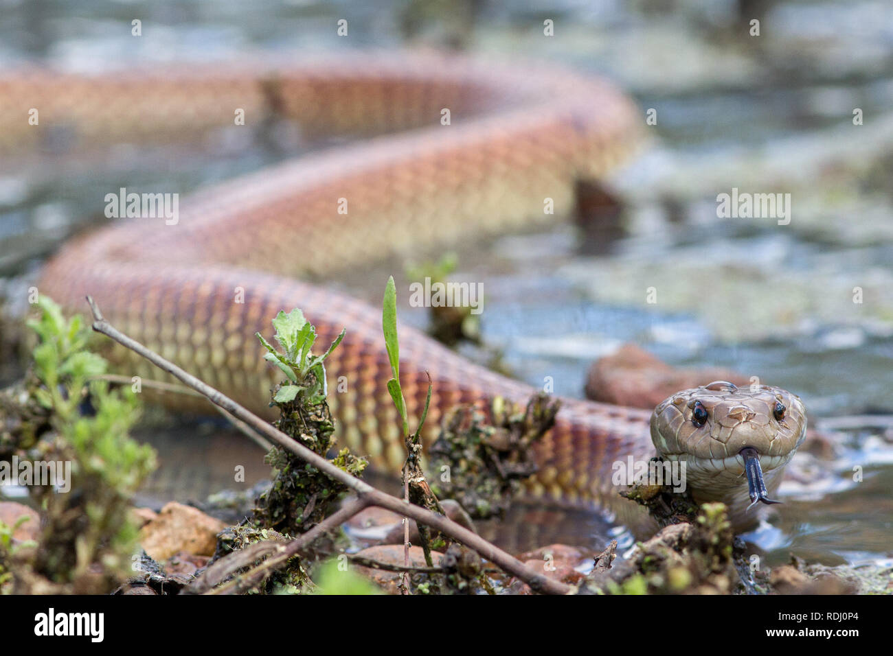 King Brown Snake Stock Photo - Alamy