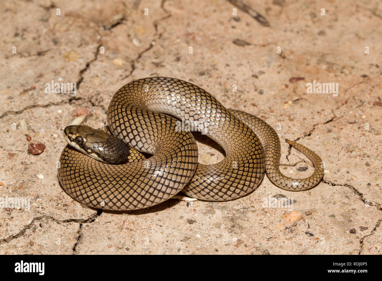 Curl snake hi-res stock photography and images - Alamy