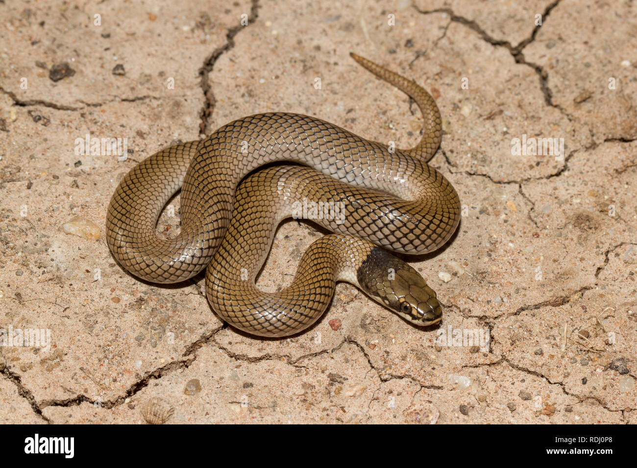 Suta suta snake hi-res stock photography and images - Alamy