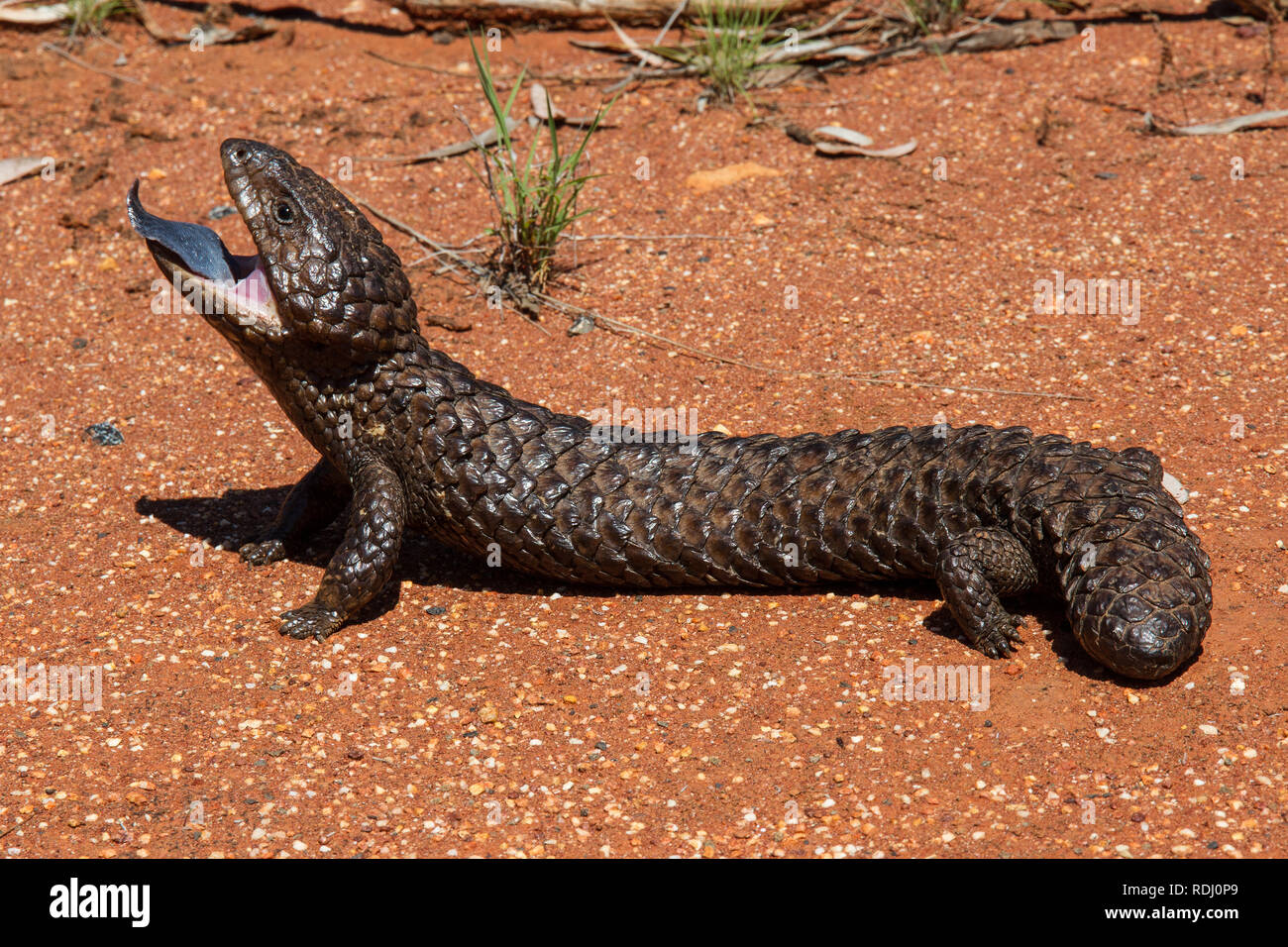 Shingle back hi-res stock photography and images - Alamy