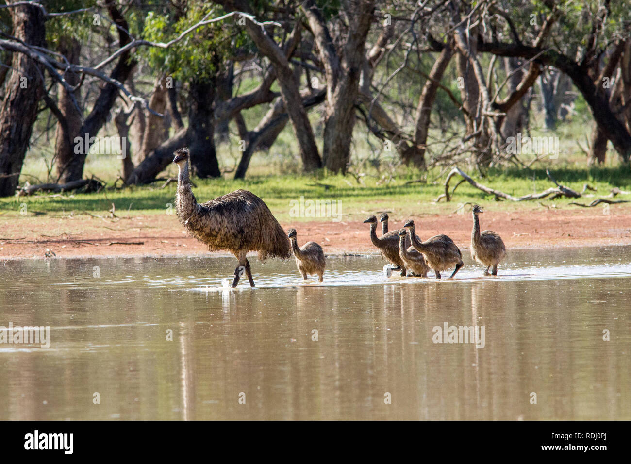 Emu's in water Stock Photo - Alamy