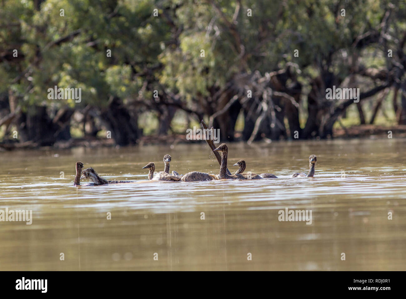 Emu's in water Stock Photo - Alamy