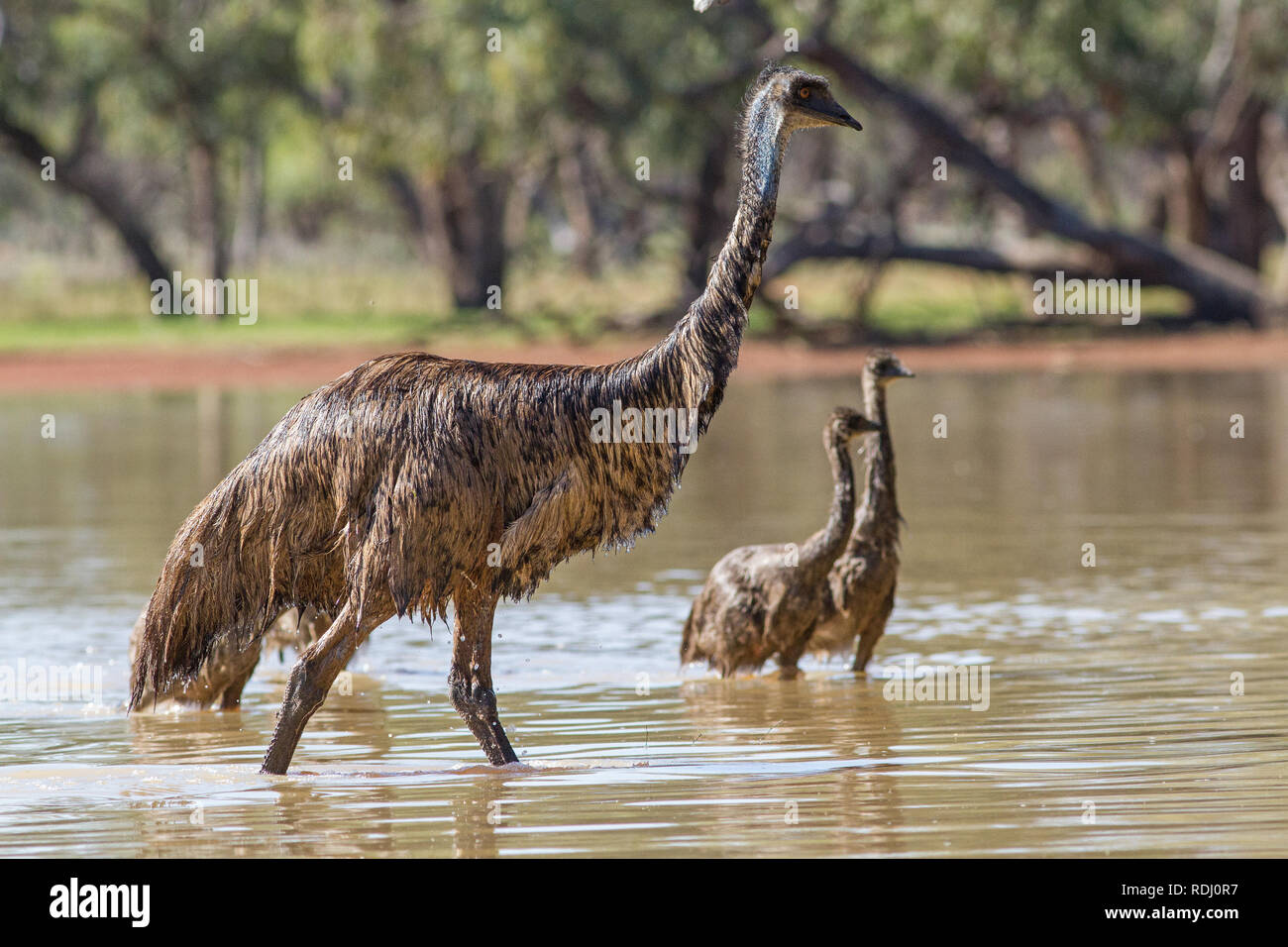 Emu's in water Stock Photo - Alamy
