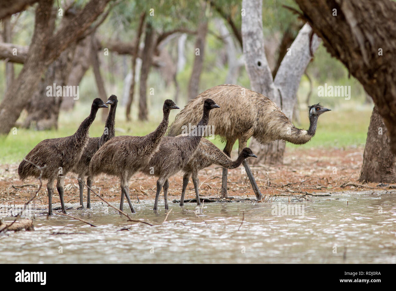 Emu's in water Stock Photo - Alamy