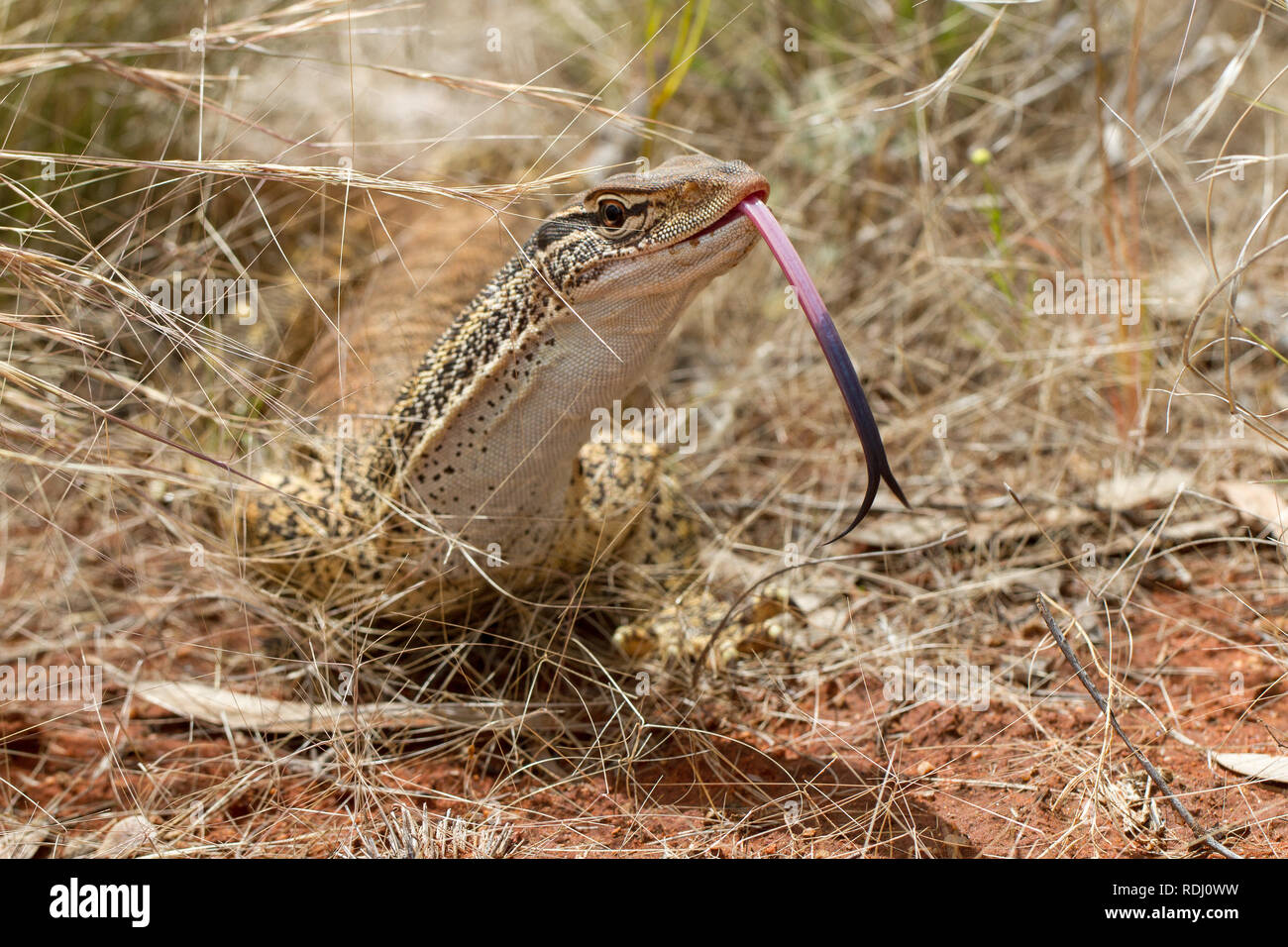 Goulds monitor lizard varanus gouldii hi-res stock photography and ...