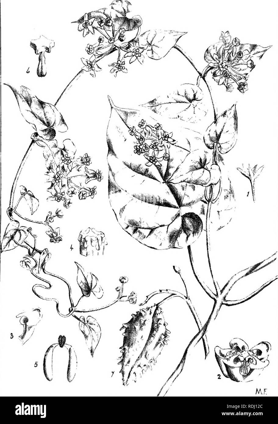 . Natal plants : Descriptions and figures of Natal indigenous plants ...