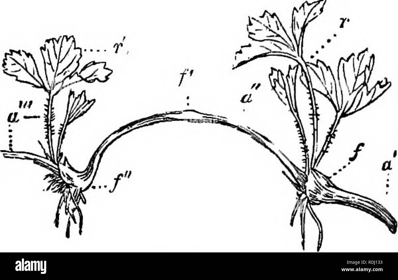. A Manual of botany : being an introduction to the study of the ...