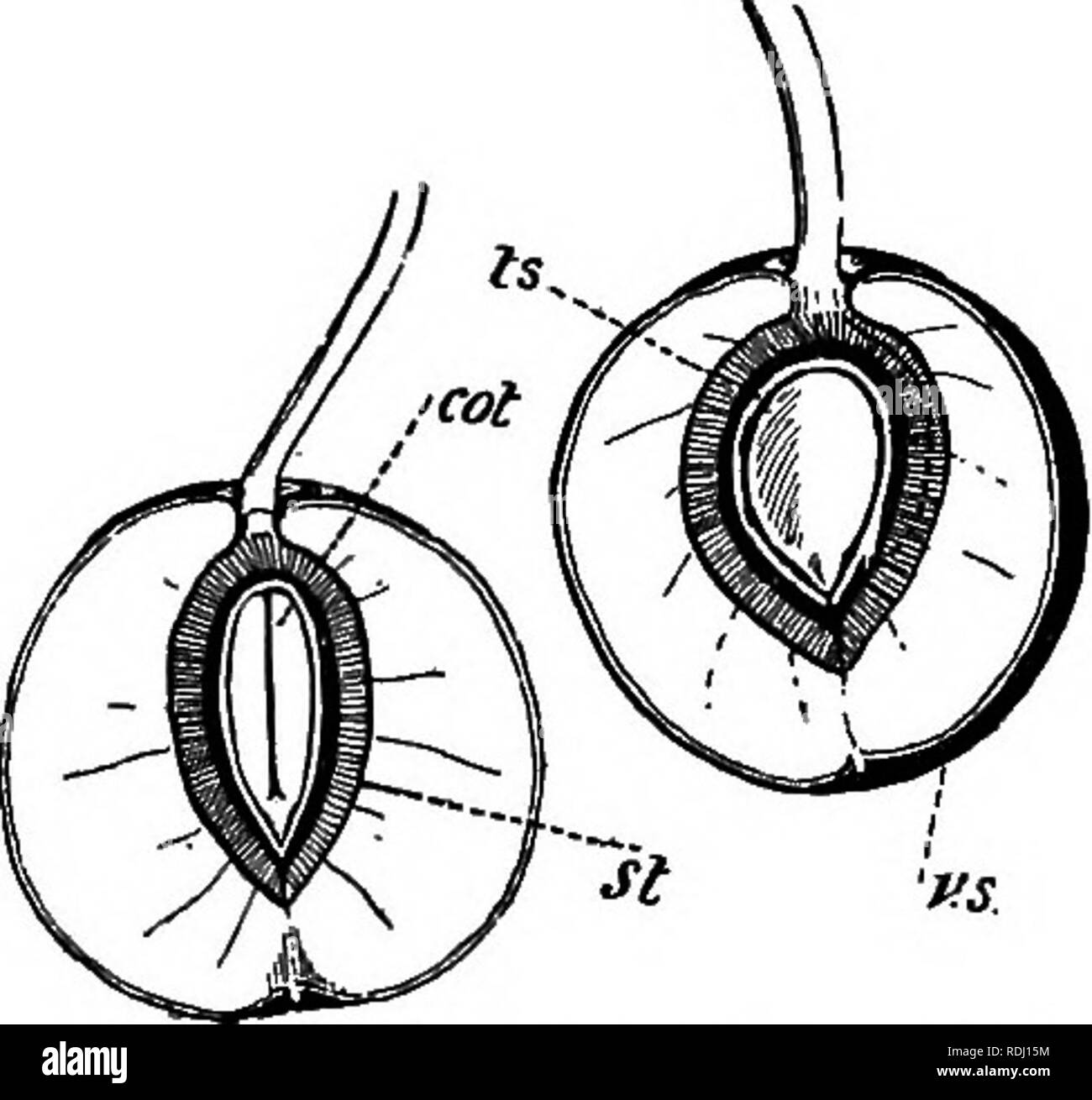. Elementary botany . Botany. 92 INDEHISCENT FRUITS be violently ...