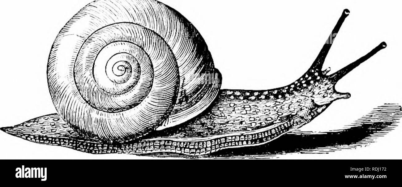 Animals With Shell Body Covering