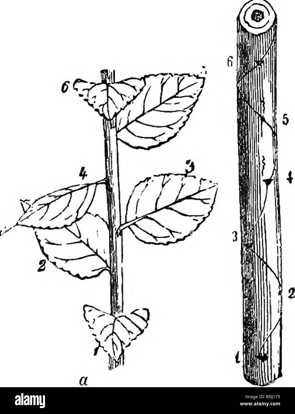 . A Manual of botany : being an introduction to the study of the ...