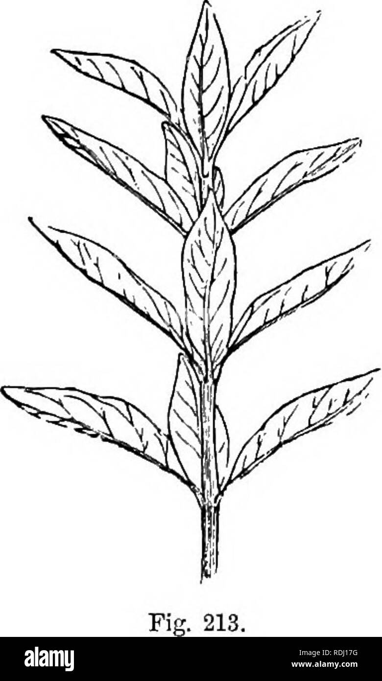 . A Manual of botany : being an introduction to the study of the ...