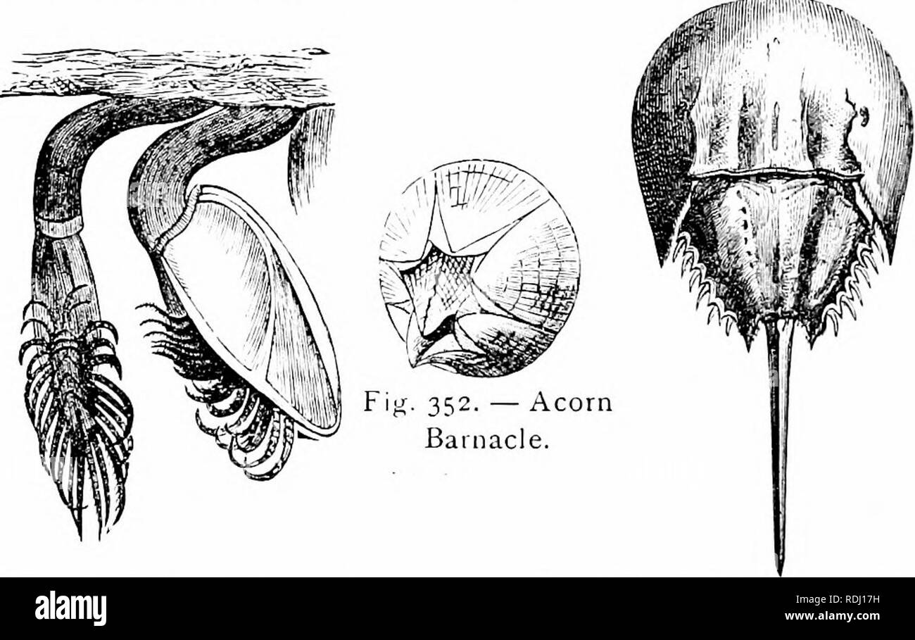 Adult and young barnacles Cut Out Stock Images & Pictures - Alamy