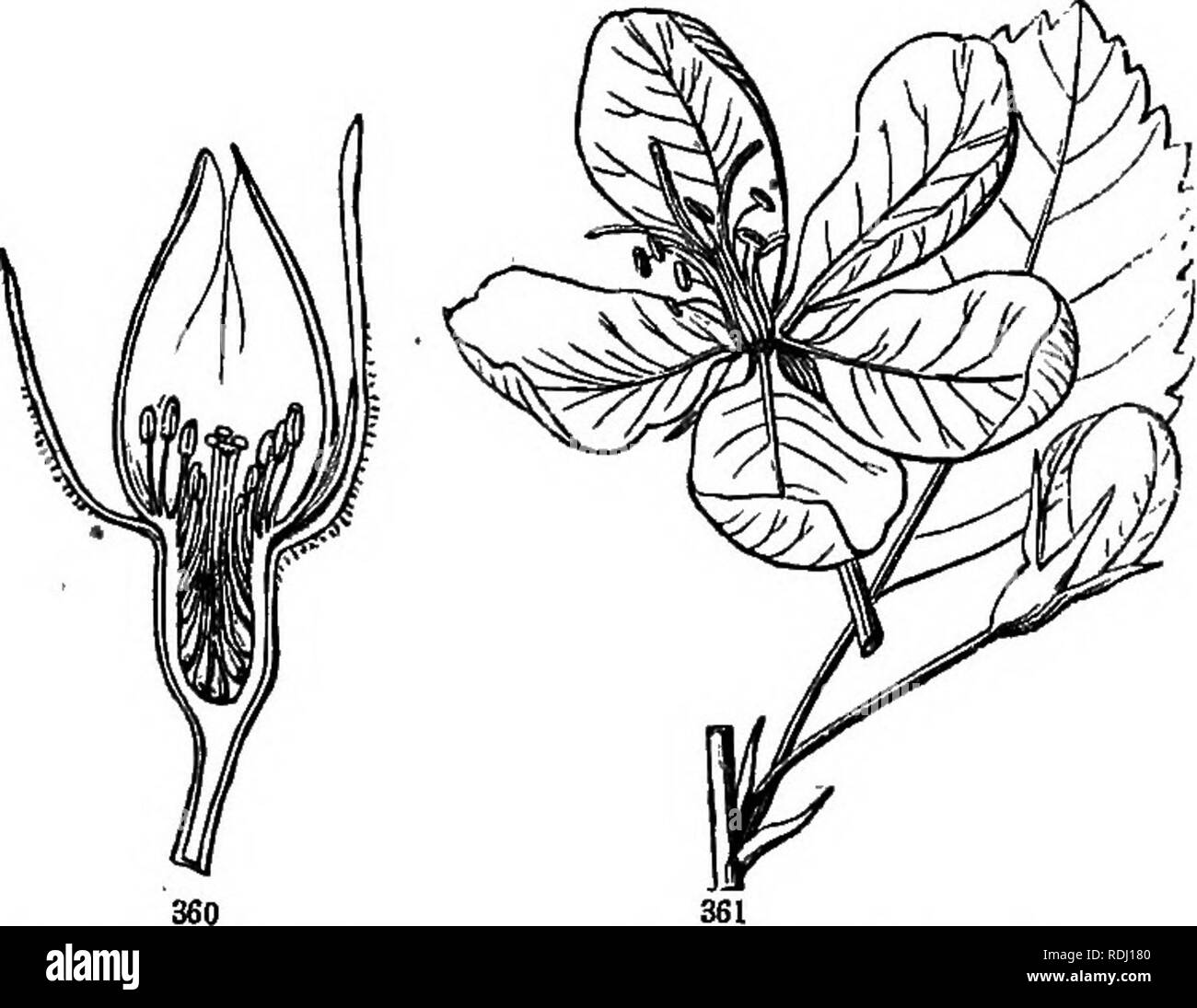 1 4 pairs of leaflets hi-res stock photography and images - Alamy