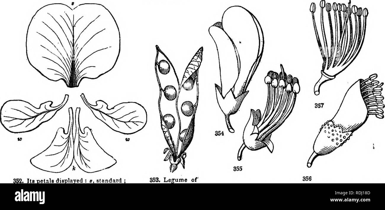 . Botany for young people and common schools : how plants grow, a ...