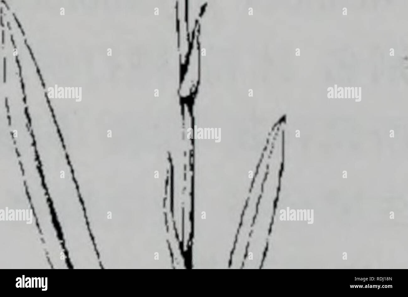 . e er duo si zhi wu zhi. botany. 1075. Please note that these images ...