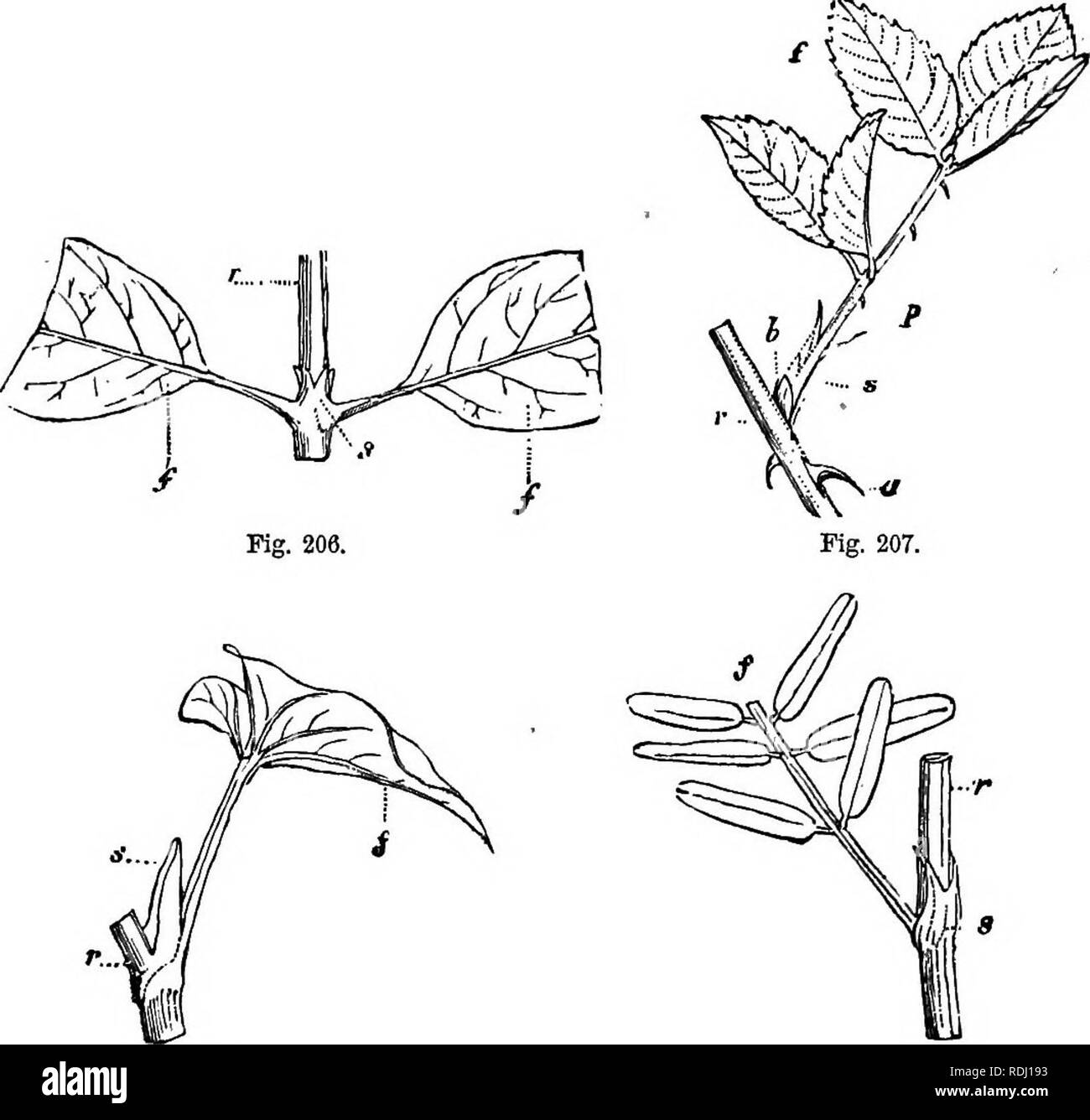 Interfoliar hi-res stock photography and images - Alamy
