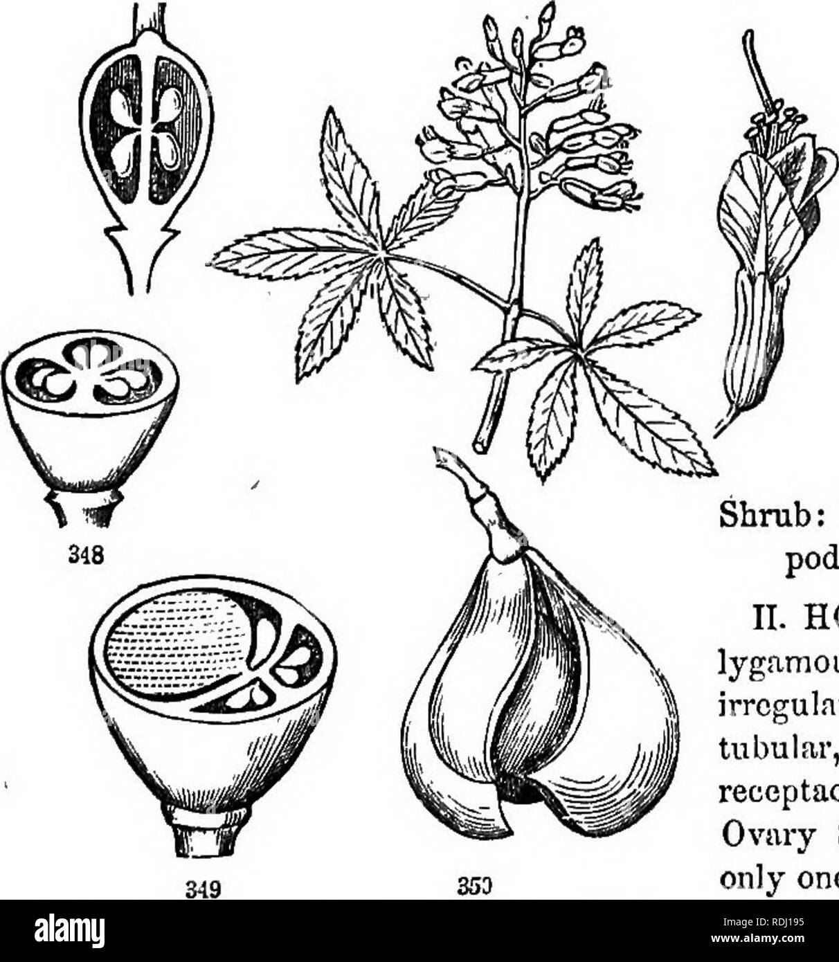 . Botany for young people and common schools : how plants grow, a ...