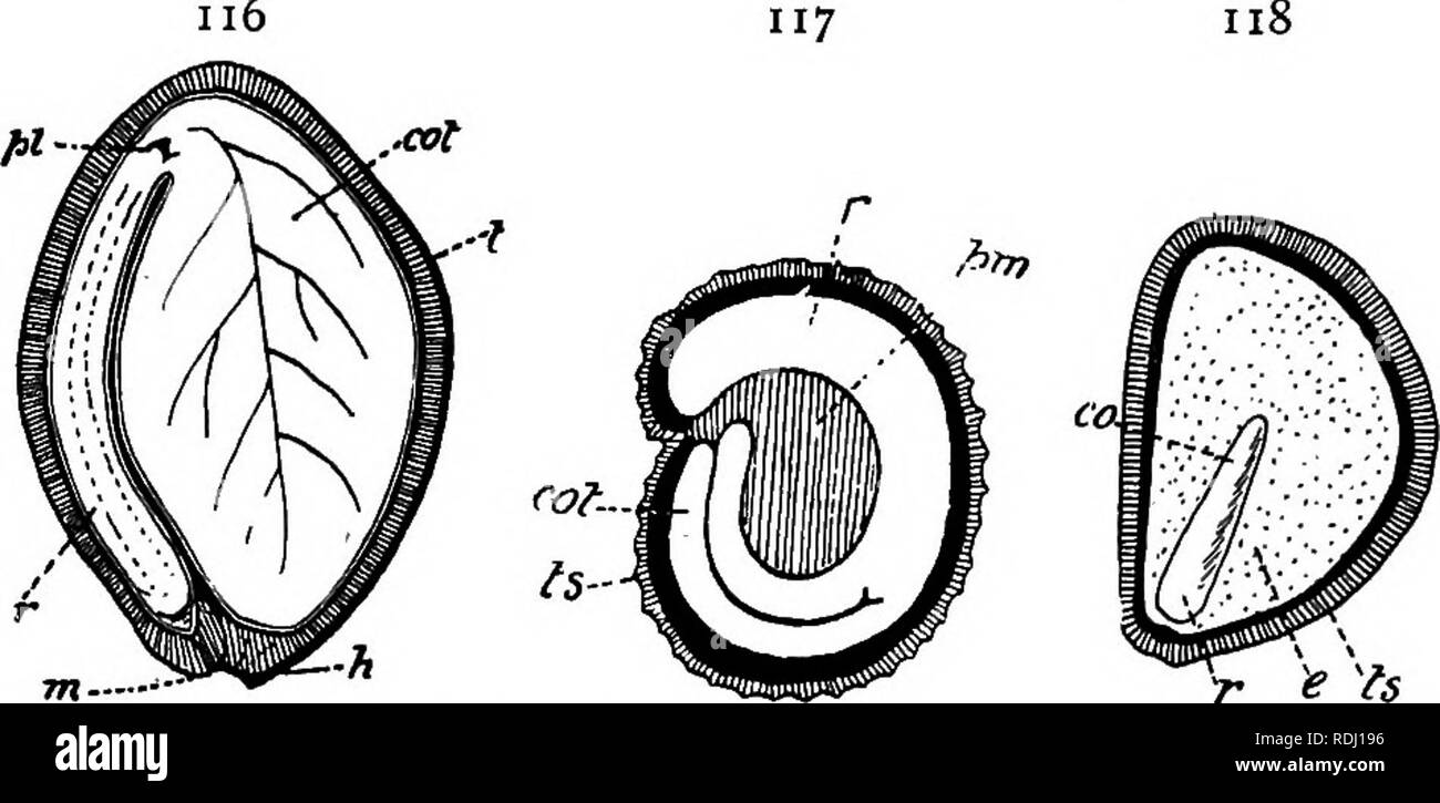 Iris seeds Black and White Stock Photos & Images - Alamy