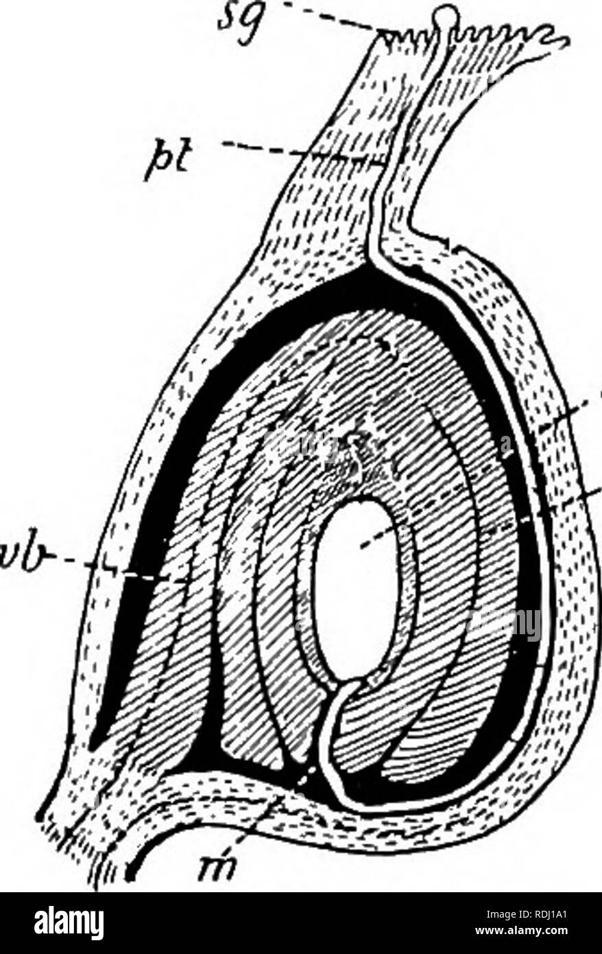 . Elementary botany . Botany. OVULE 8S to the funicle (figs. 109, 112 ...