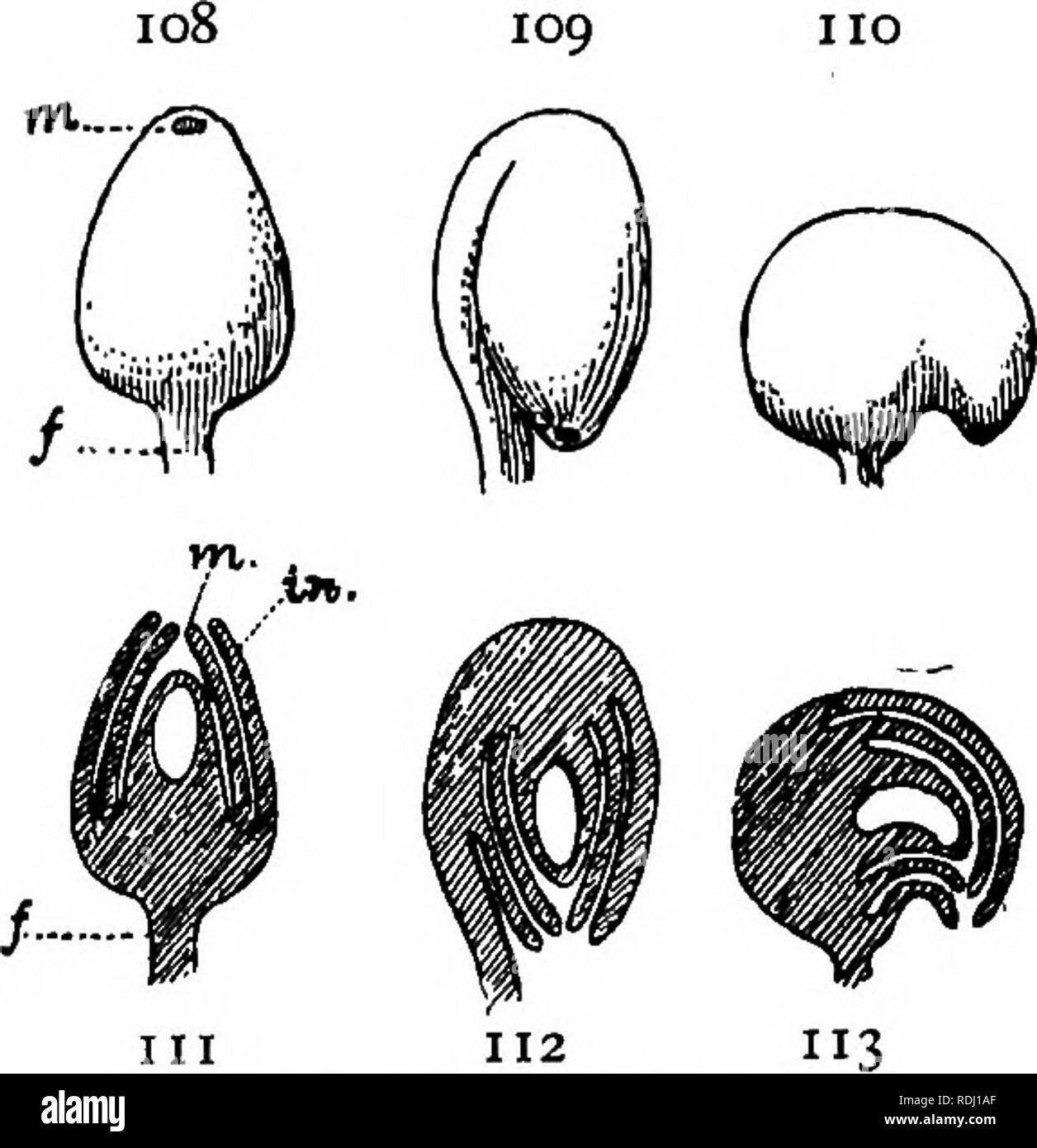 Fruit ovule hi-res stock photography and images - Alamy