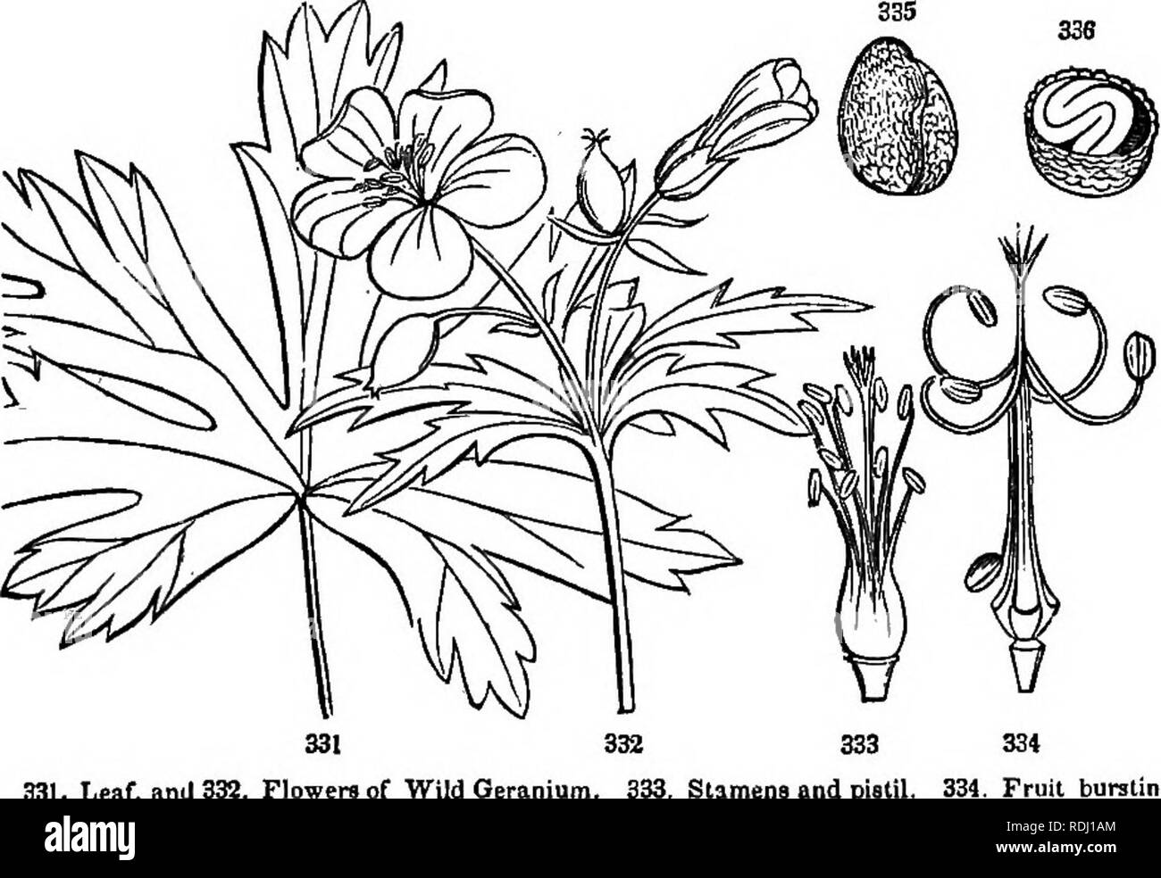 Oblong Lance Shaped Leaves High Resolution Stock Photography and Images ...