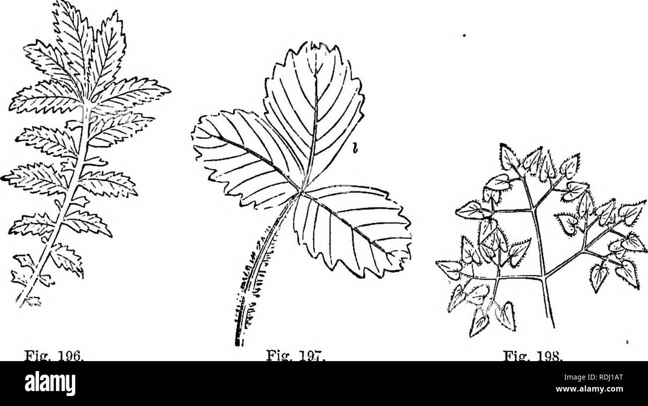 . A Manual of botany : being an introduction to the study of the ...