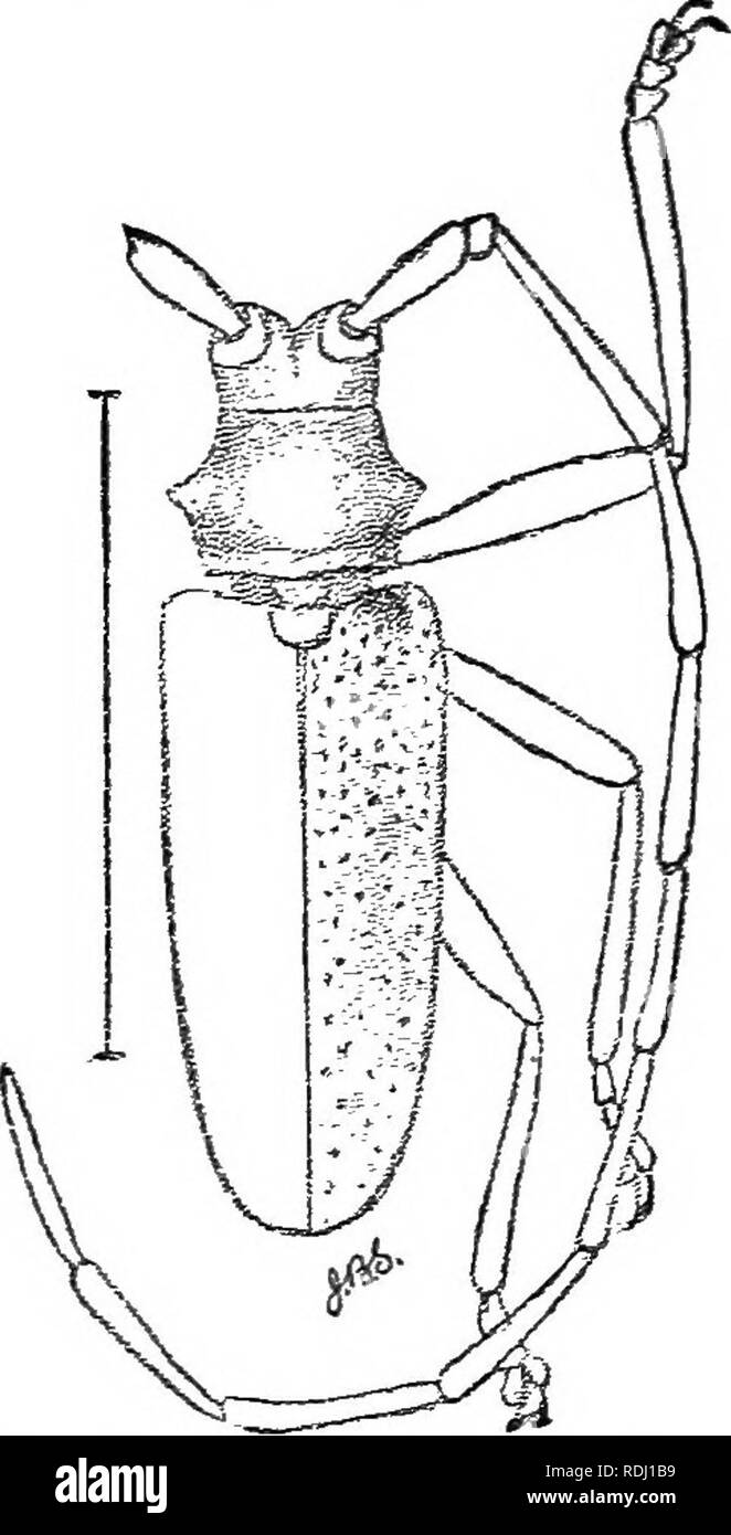. An illustrated descriptive catalogue of the coleoptera or beetles ...