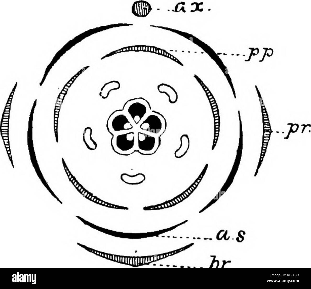 . Elementary botany . Botany. CYCLIC FLOWERS 71 XiX. and similar halves ...