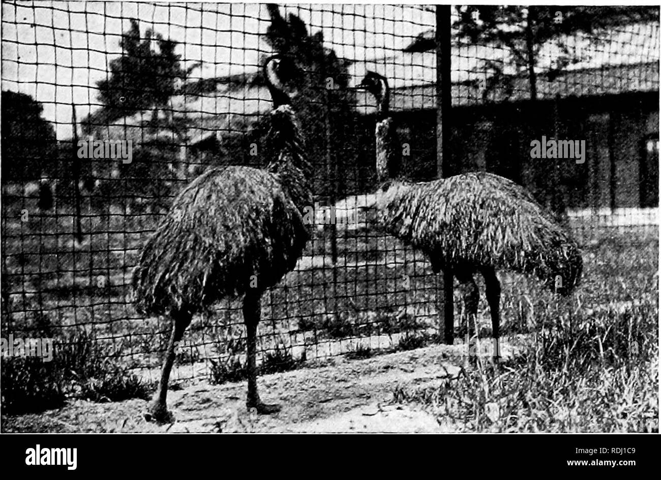 Common wallaby Black and White Stock Photos & Images - Alamy