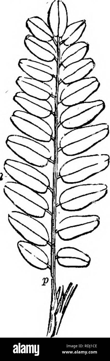 Cellular divisions hi-res stock photography and images - Alamy