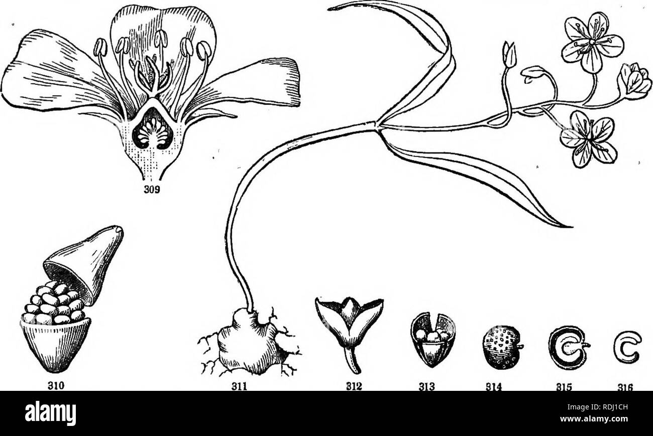 . Botany for young people and common schools : how plants grow, a ...