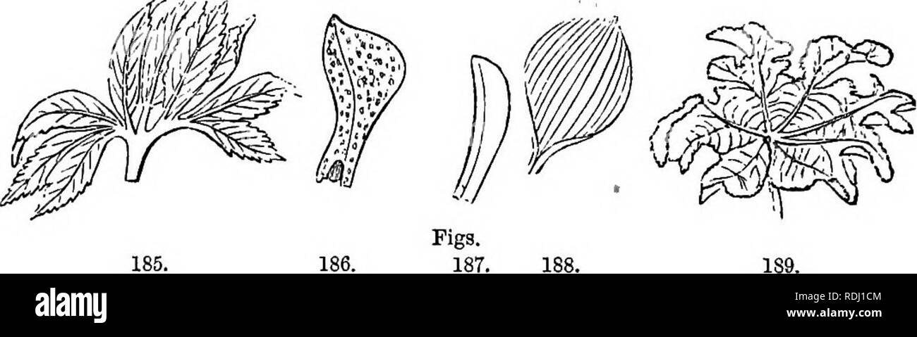 . A Manual of botany : being an introduction to the study of the ...