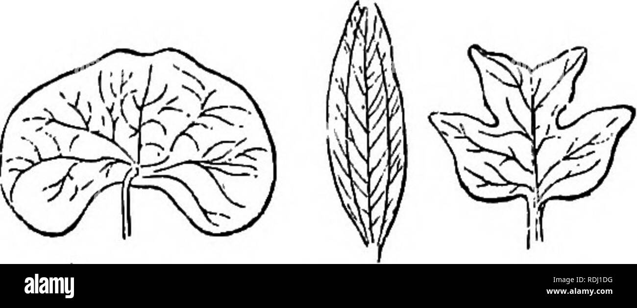 Tulip classification hi-res stock photography and images - Alamy