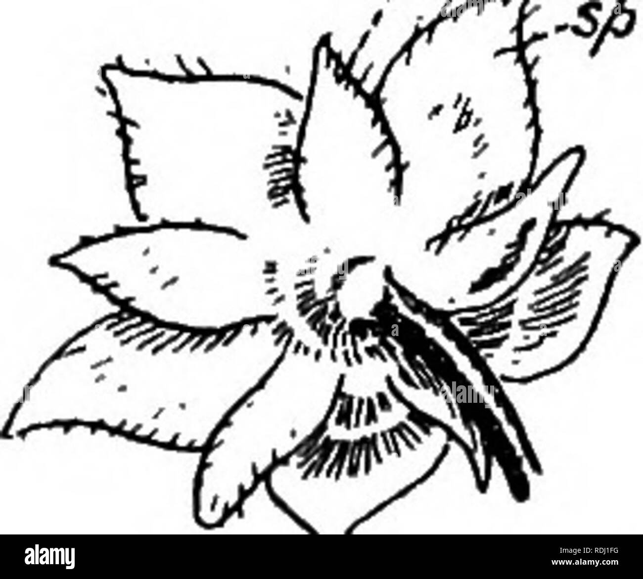 . Elementary botany . Botany. 58 COROLLA Poppy (fig. 153 Sep). When the ...