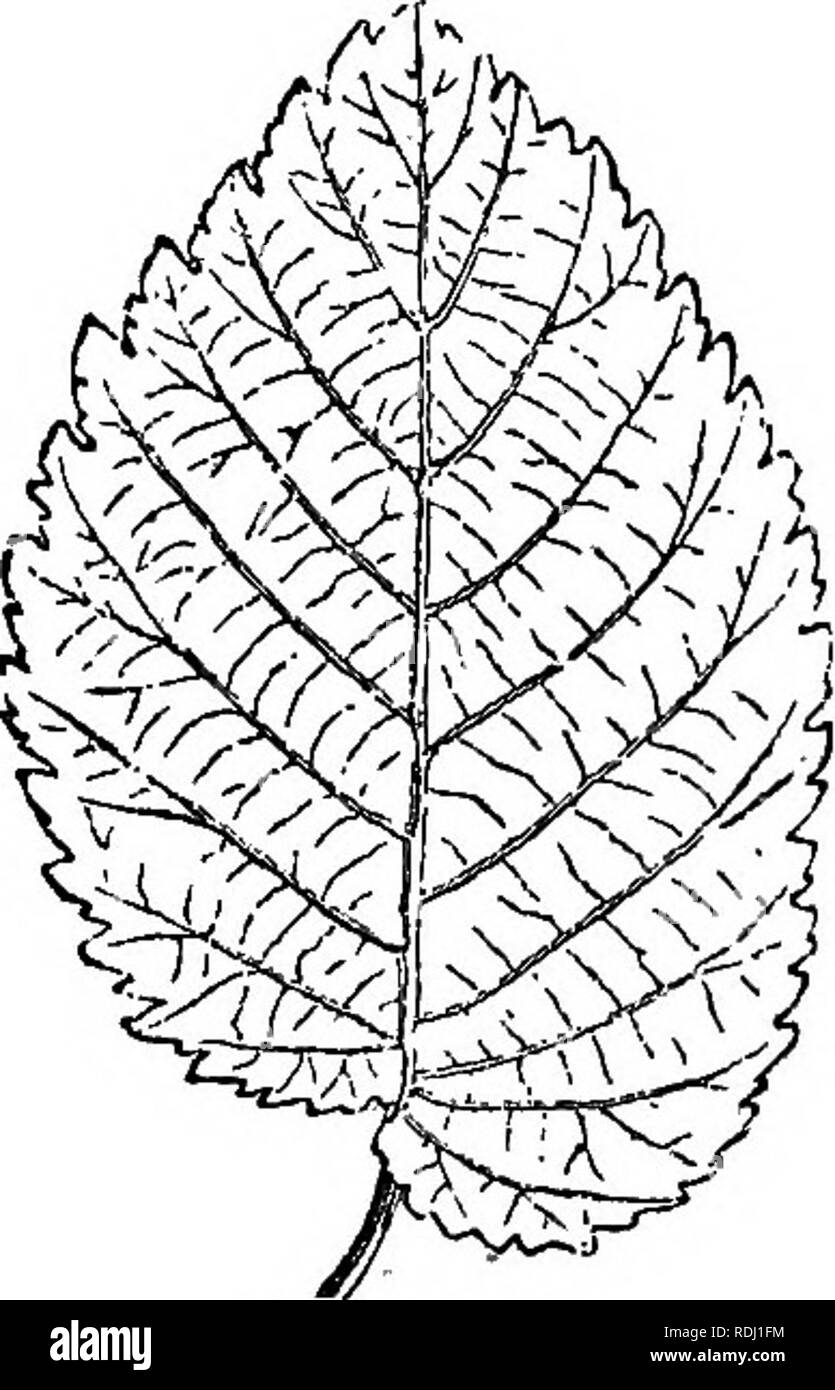 Parallel Leaves Examples