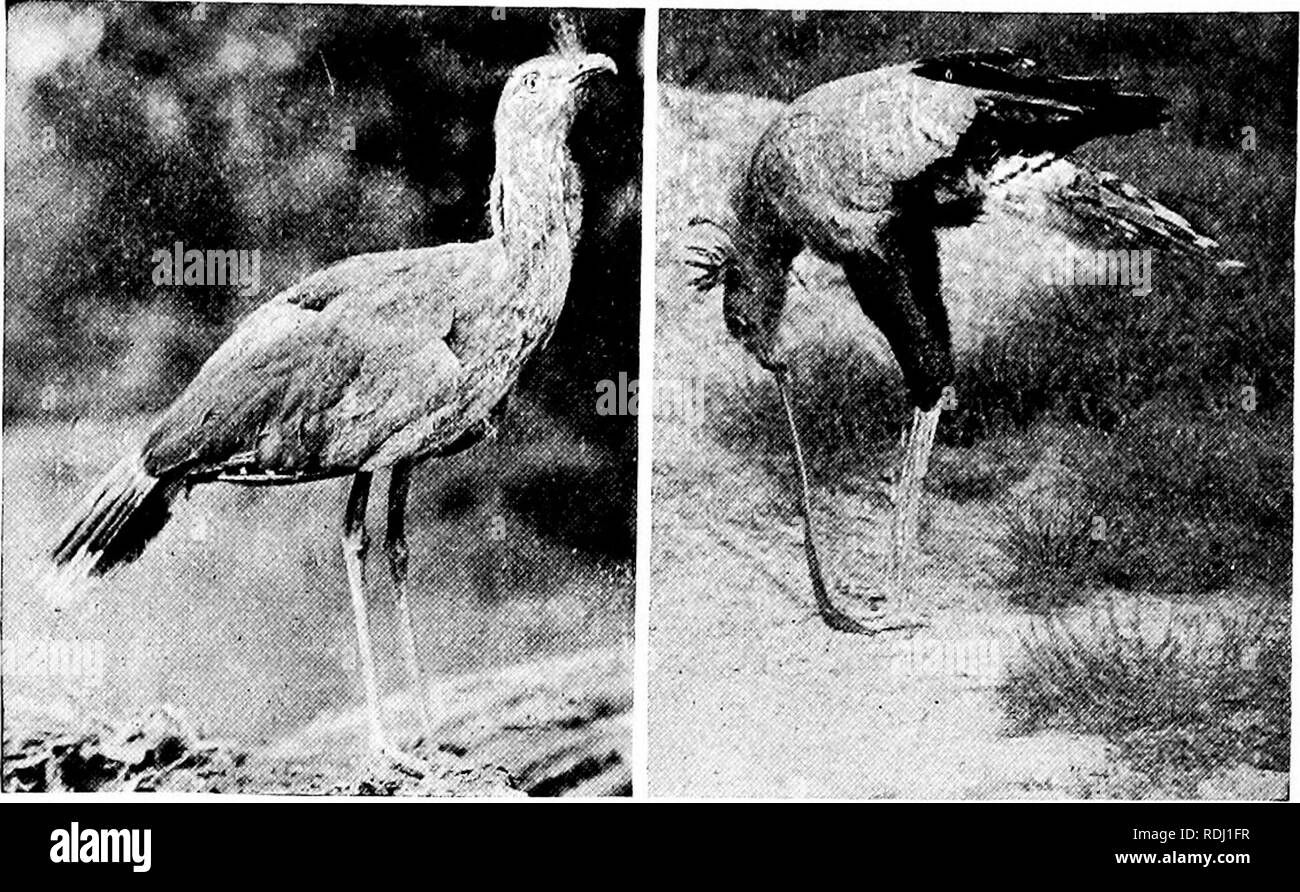 Tinamous birds hi-res stock photography and images - Alamy