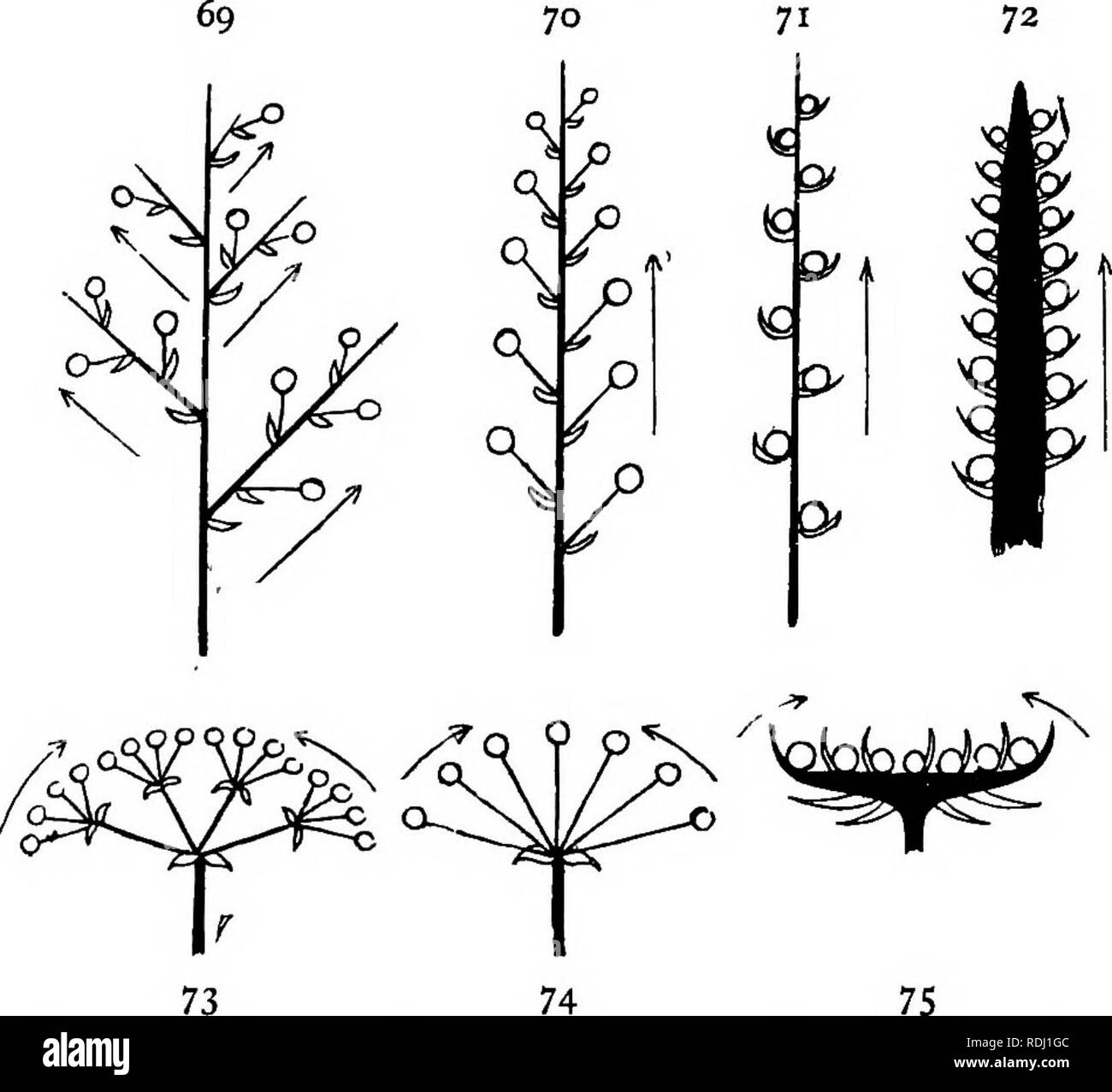. Elementary botany . Botany. S2 RACEMOSE INFLORESCENCES may bear ...