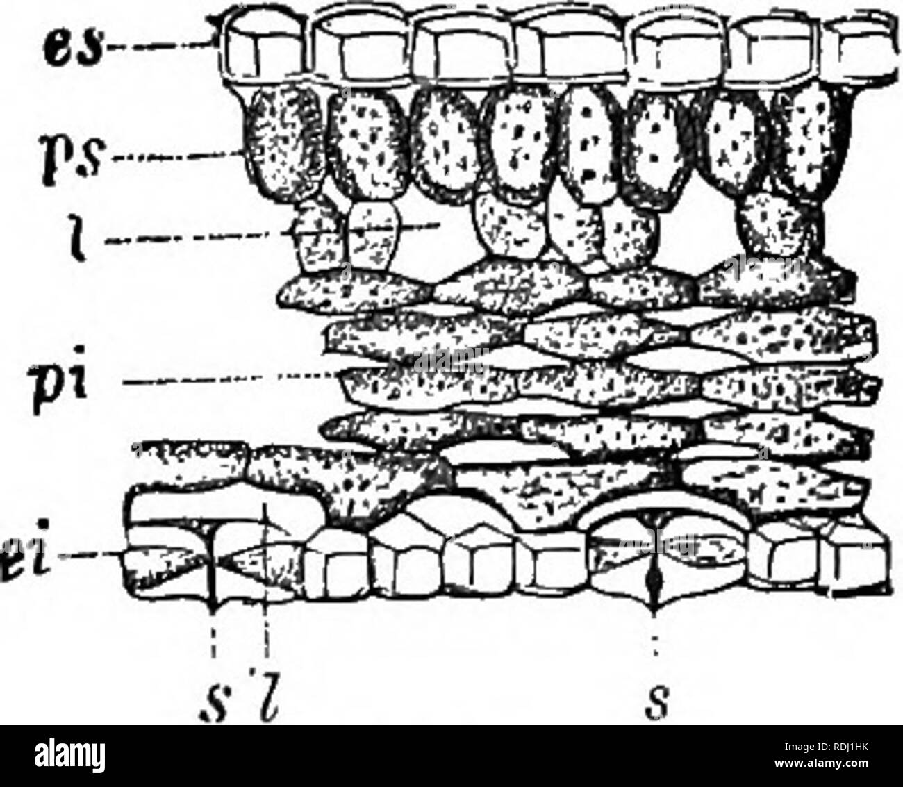 Unlabeled Cross Section Of A Leaf