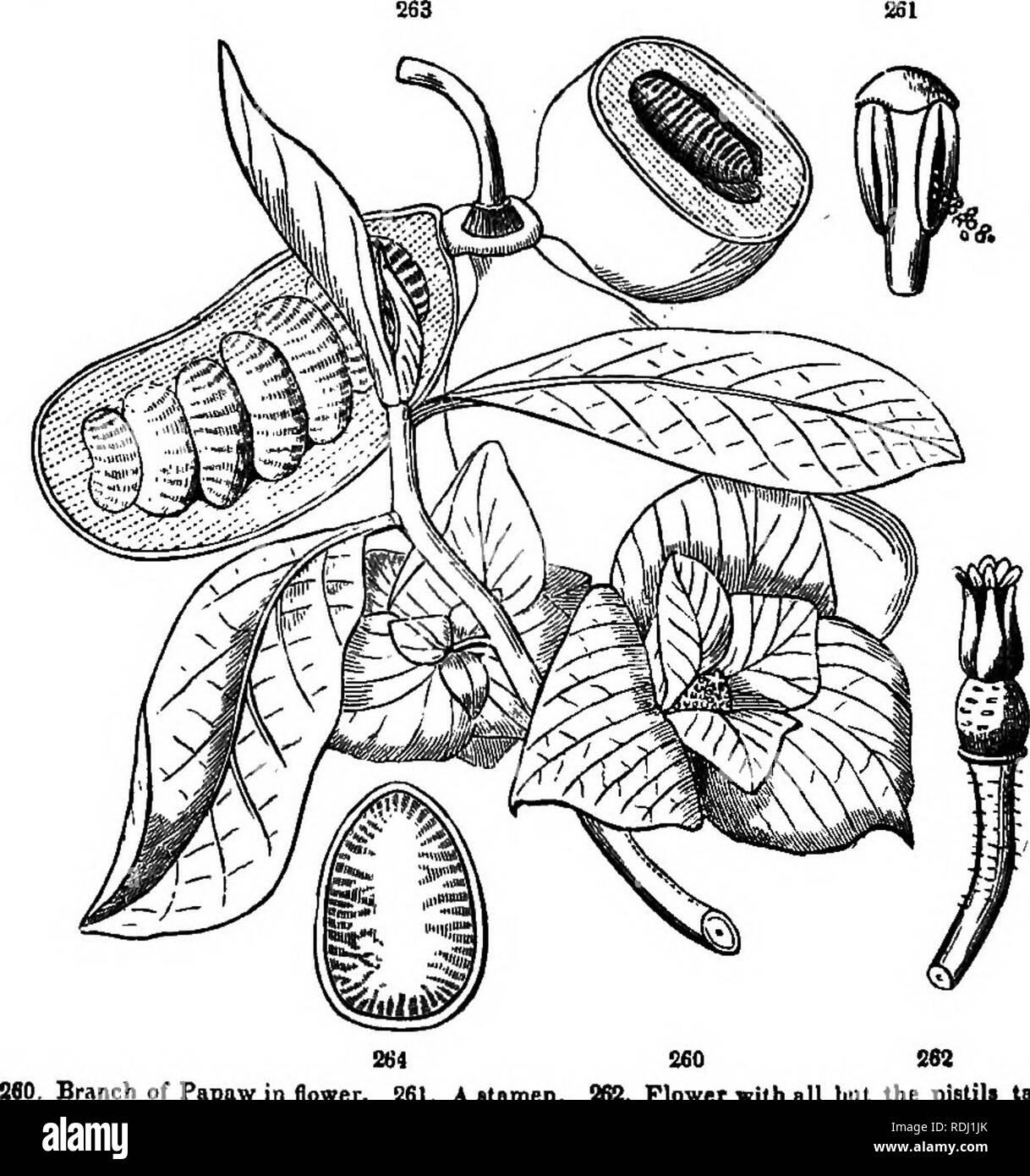 . Botany for young people and common schools : how plants grow, a ...