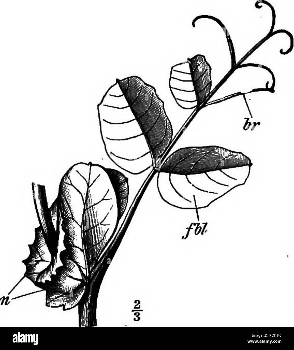 Leaflet Tendril