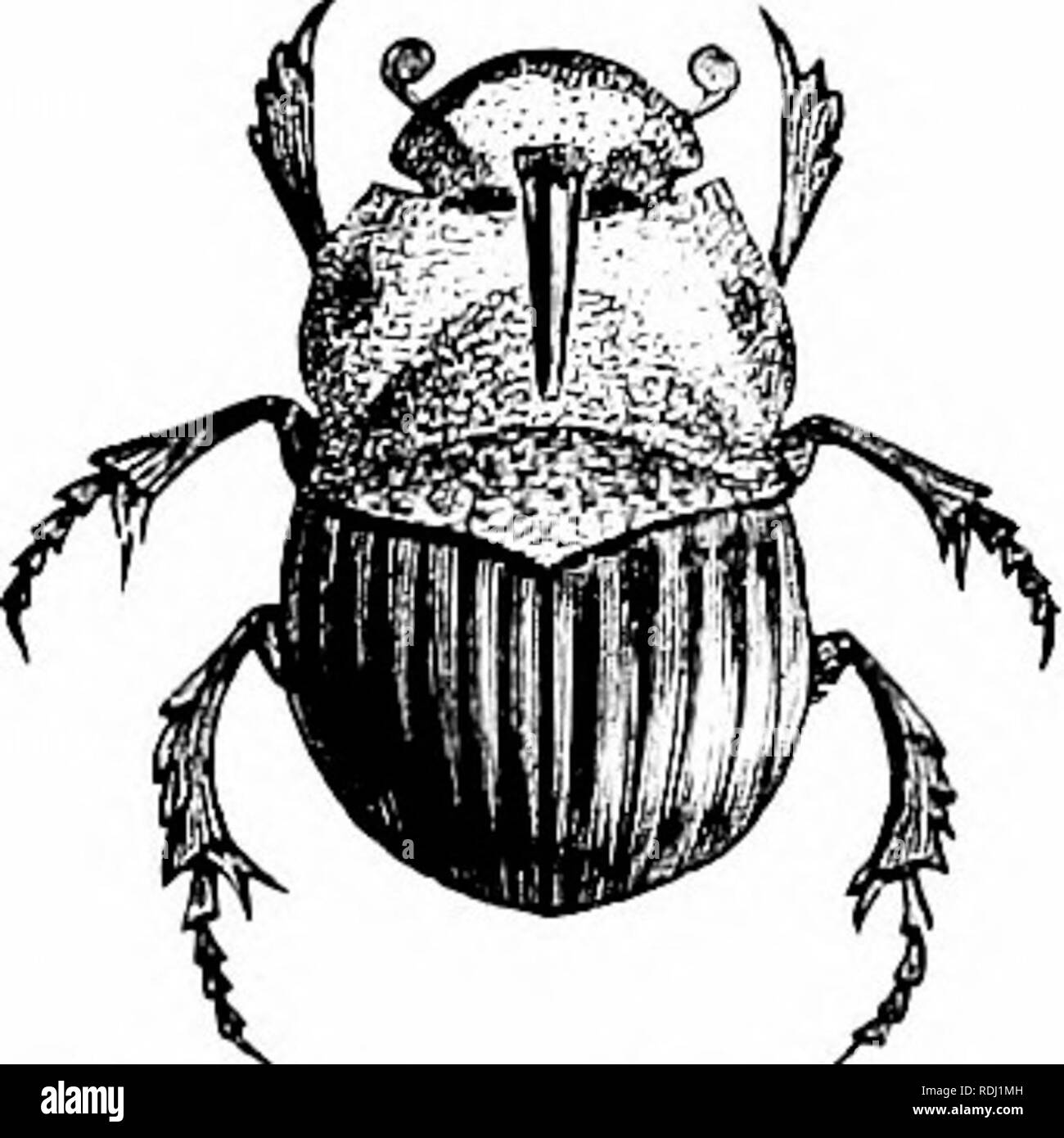 Copper ground beetle hi-res stock photography and images - Alamy