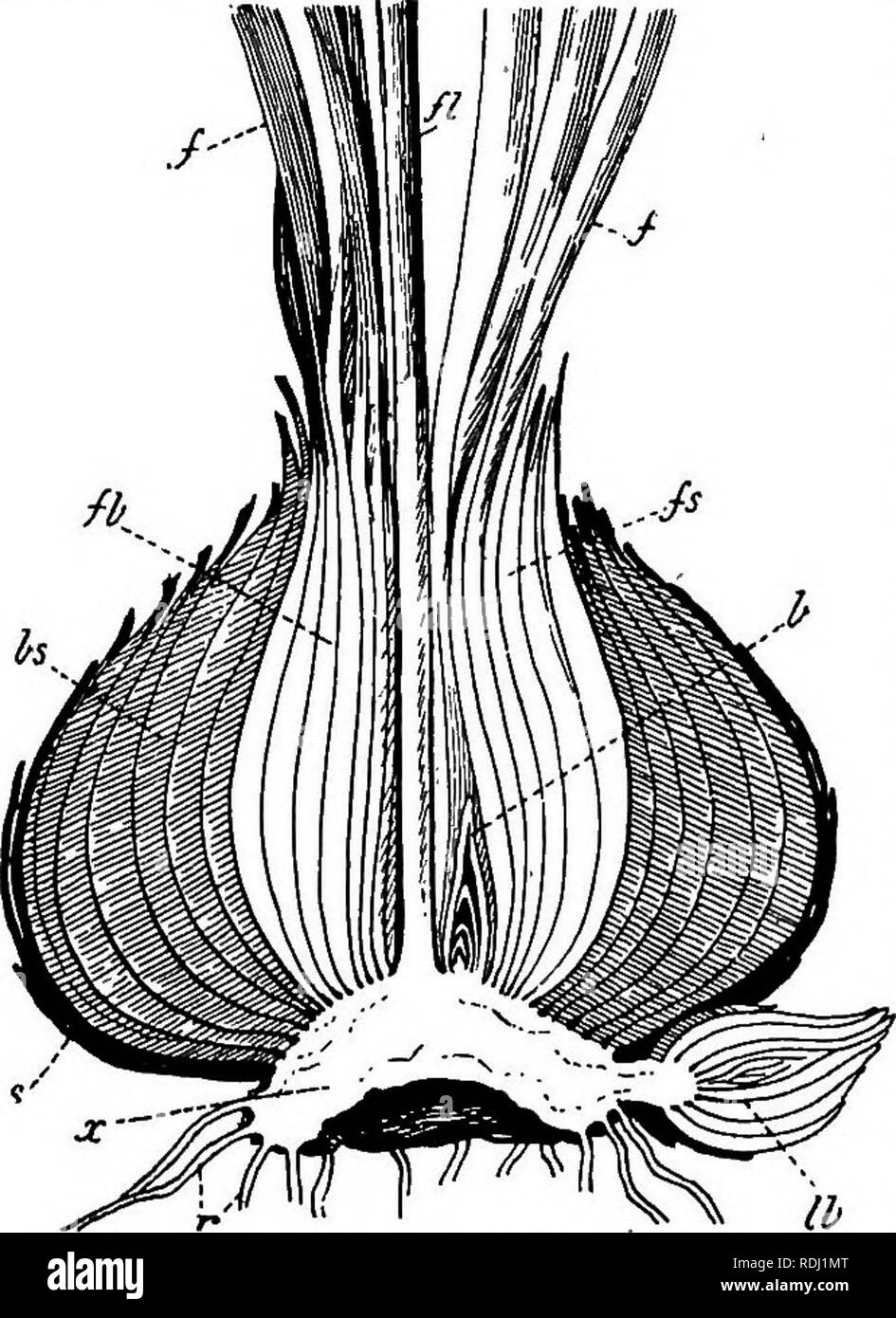 Corm Stem
