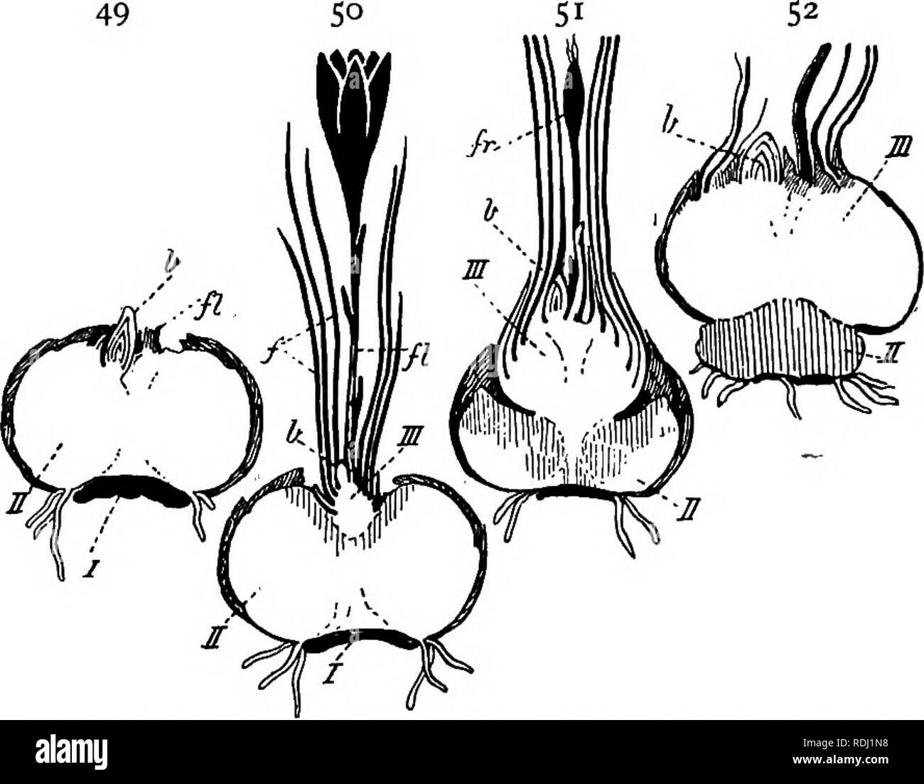 . Elementary botany . Botany. SUBTERRANEAN SHOOTS 31 may be termed ...