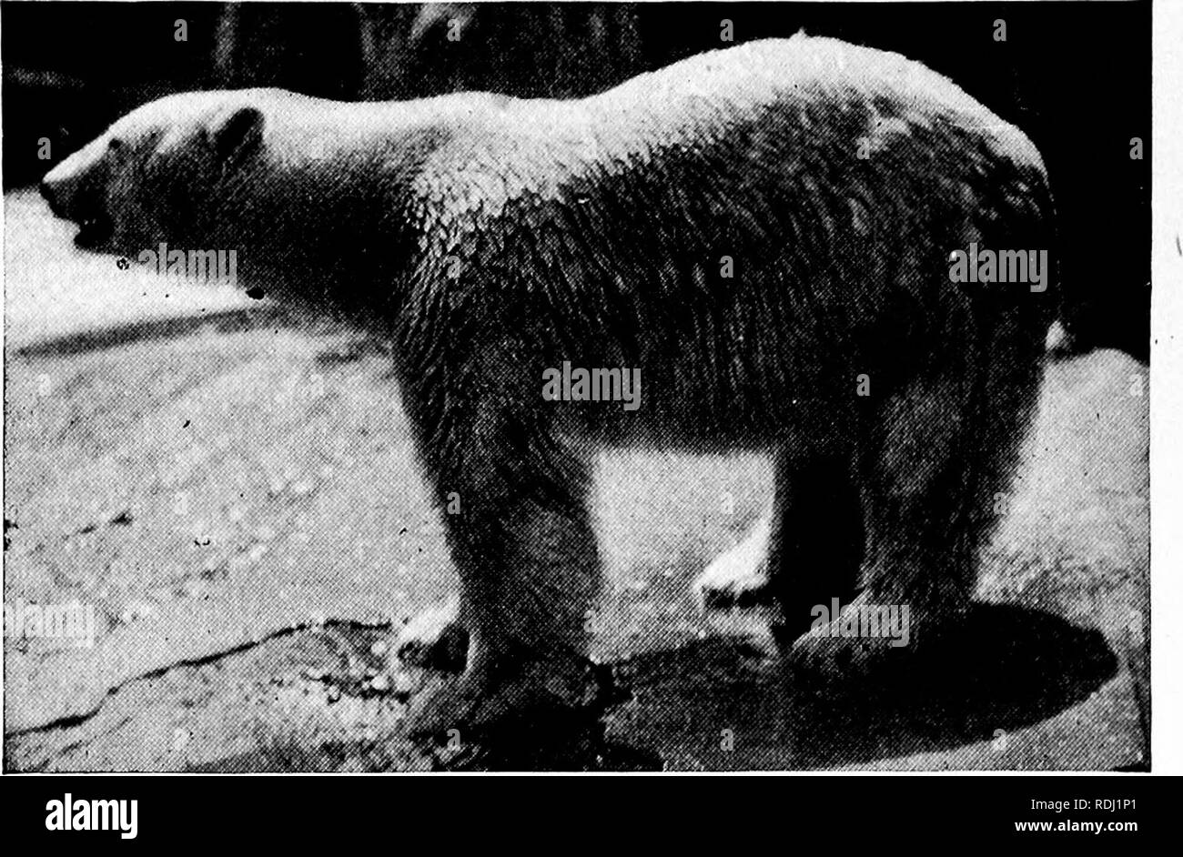 King polar bear Black and White Stock Photos & Images - Alamy