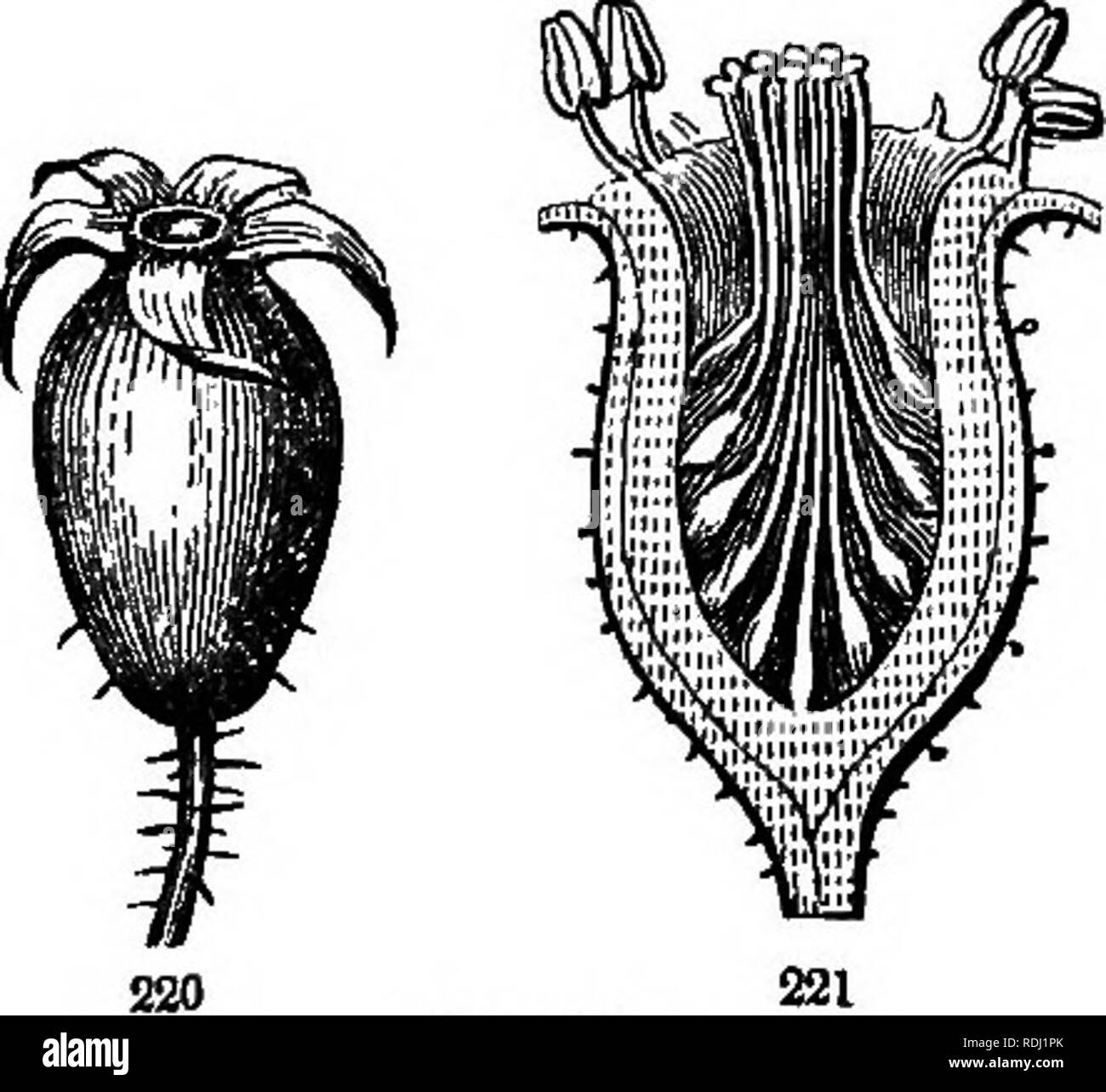 . Botany for young people and common schools : how plants grow, a ...