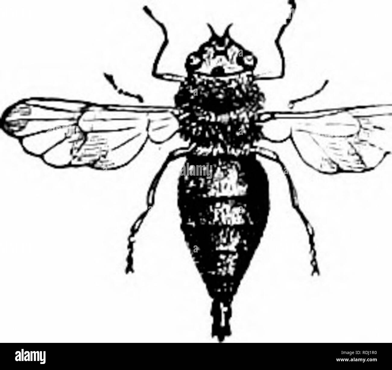 Hessian flies Cut Out Stock Images & Pictures - Alamy