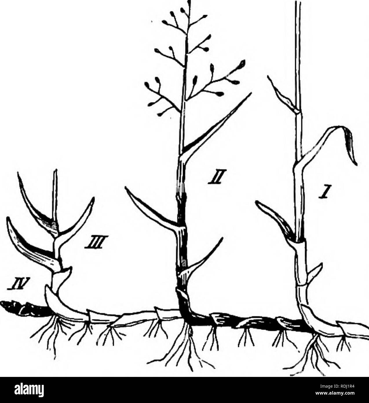 . Elementary botany . Botany. Fig. 41. arising on the primary stem is ...