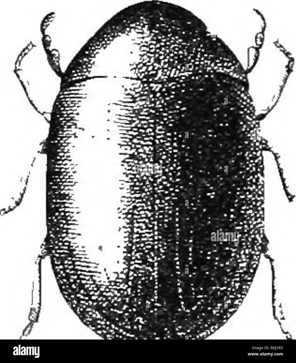 Death watch beetles Black and White Stock Photos & Images - Alamy