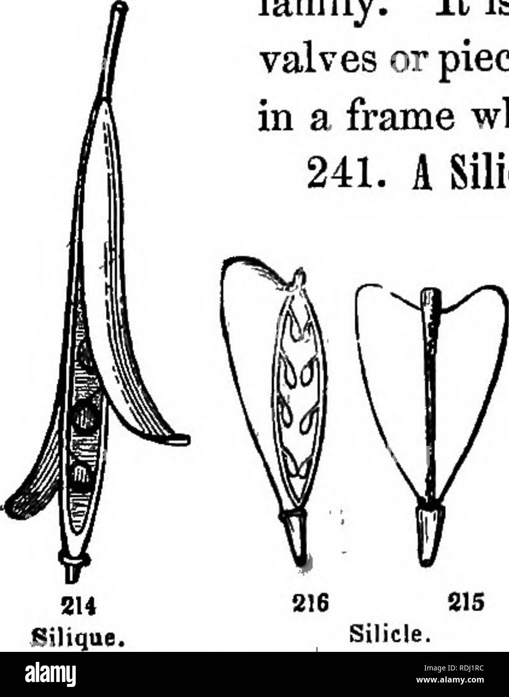 . Botany for young people and common schools : how plants grow, a ...