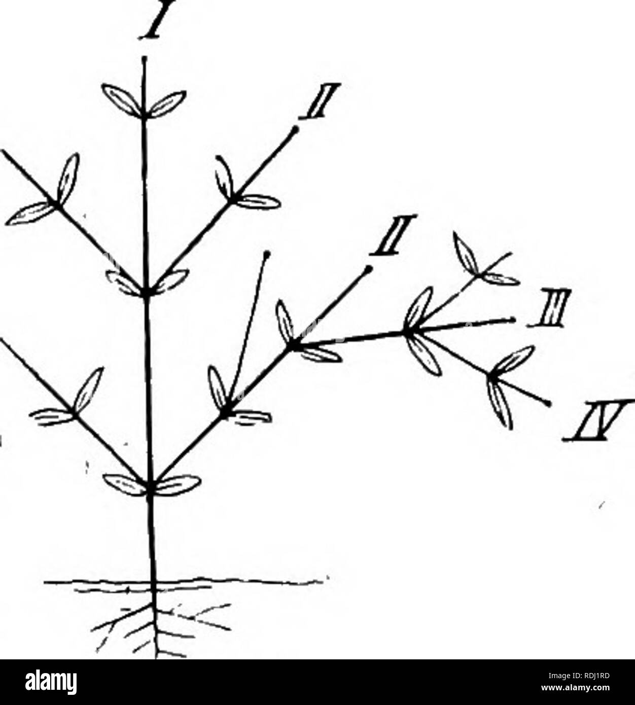 . Elementary botany . Botany. STEM 25. Fig. 41. arising on the primary ...